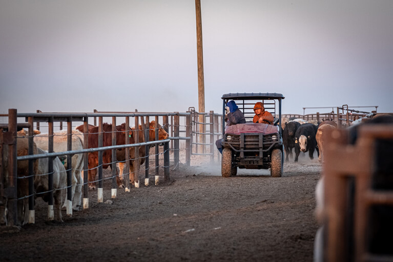 Cobalt Cattle | Careers