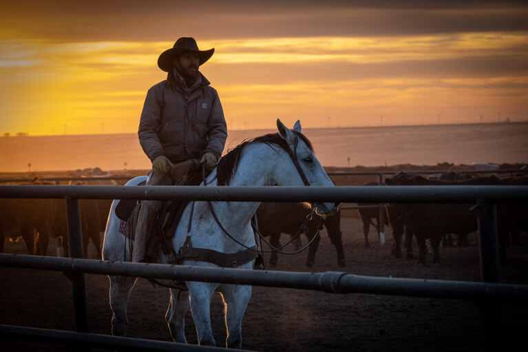 Cobalt Cattle | Careers